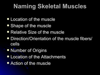The Muscular System Powerpoint | PPT