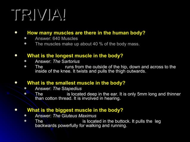 The Muscular System Powerpoint | PPT