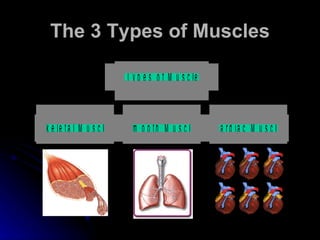 The Muscular System Powerpoint | PPT
