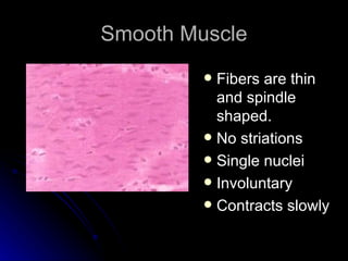 The Muscular System Powerpoint | PPT