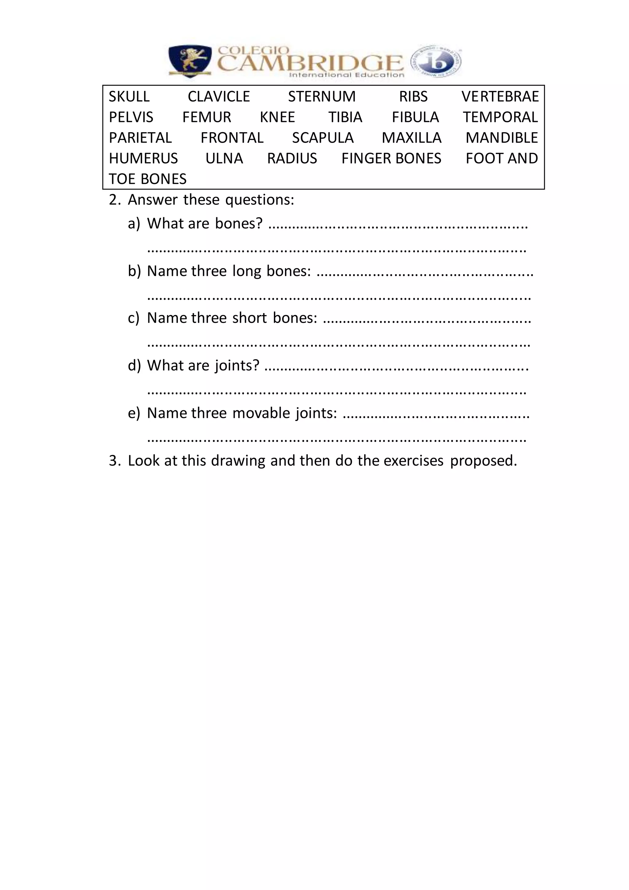 The musculoskeletal-system-tests 14242 | DOCX