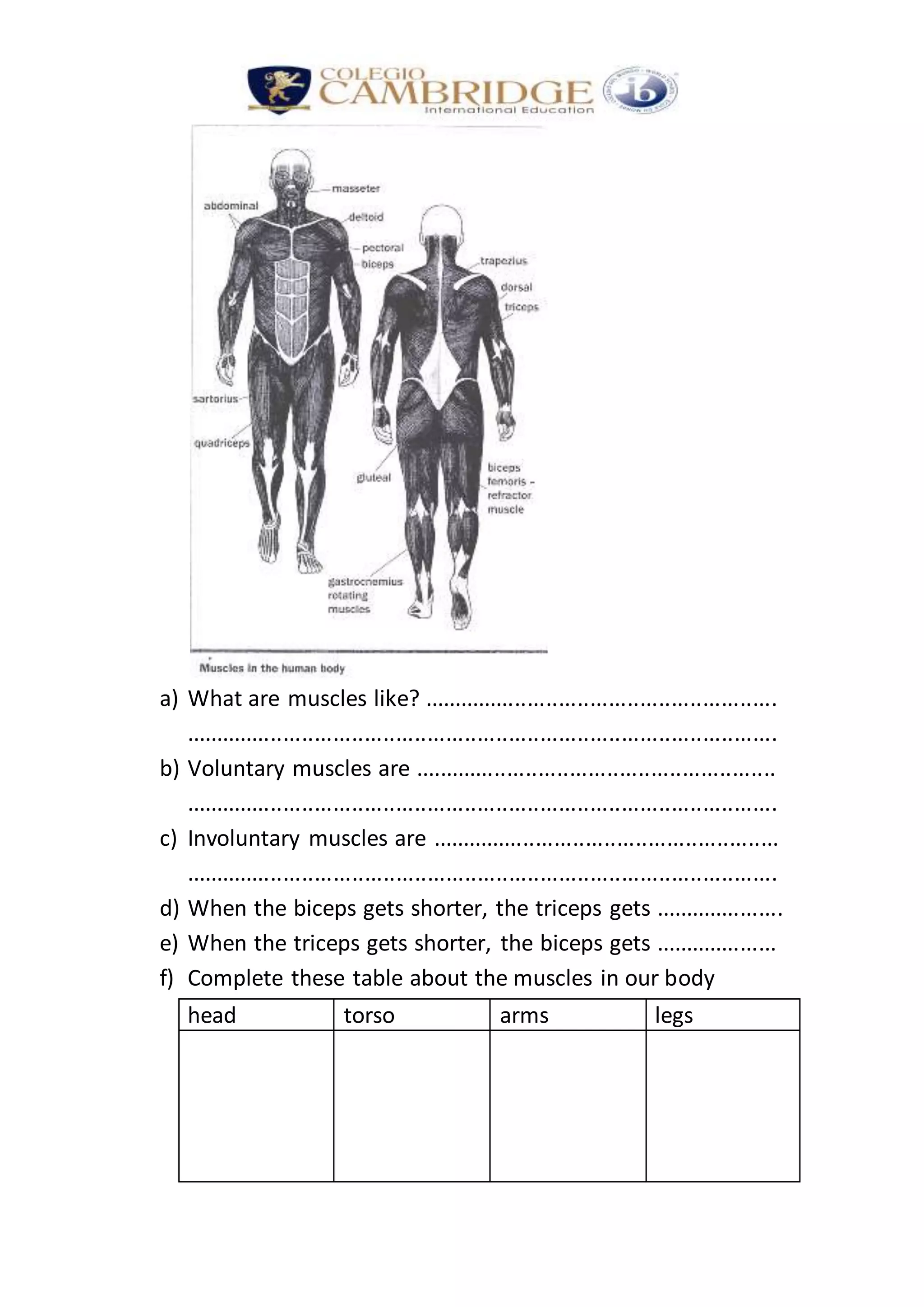 The musculoskeletal-system-tests 14242 | DOCX