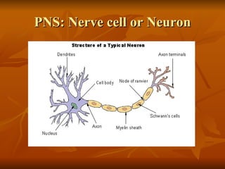 The Nervous System | PPT