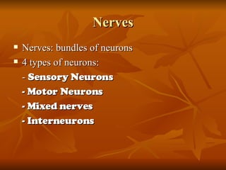The Nervous System | PPT