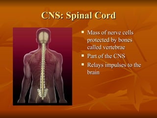 The Nervous System | PPT