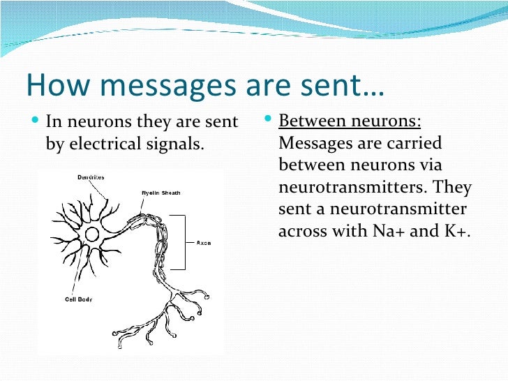 The+ Nervous+ System