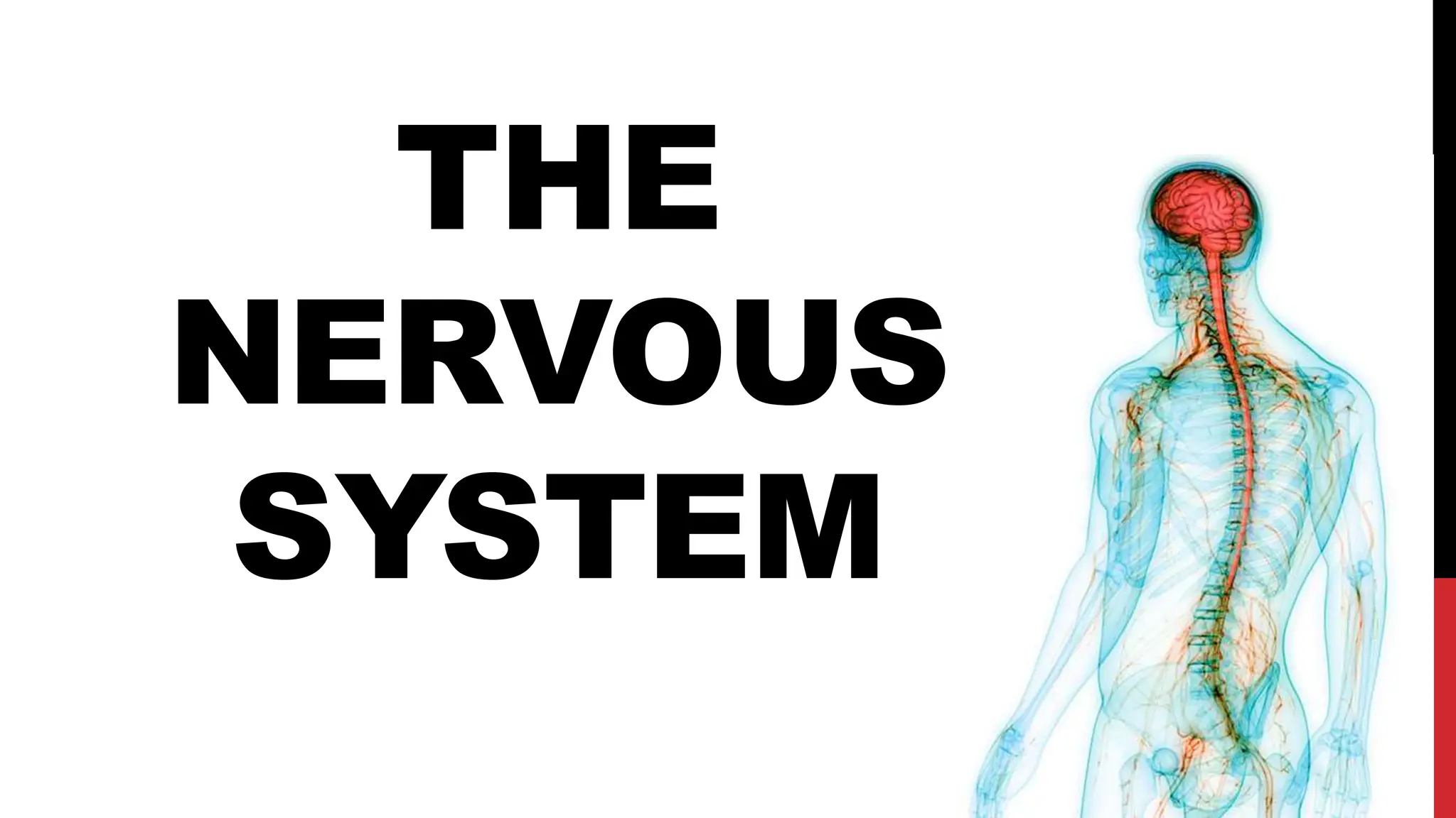 THE-NERVOUS-SYSTEM science 10 powerpoint | PPTX