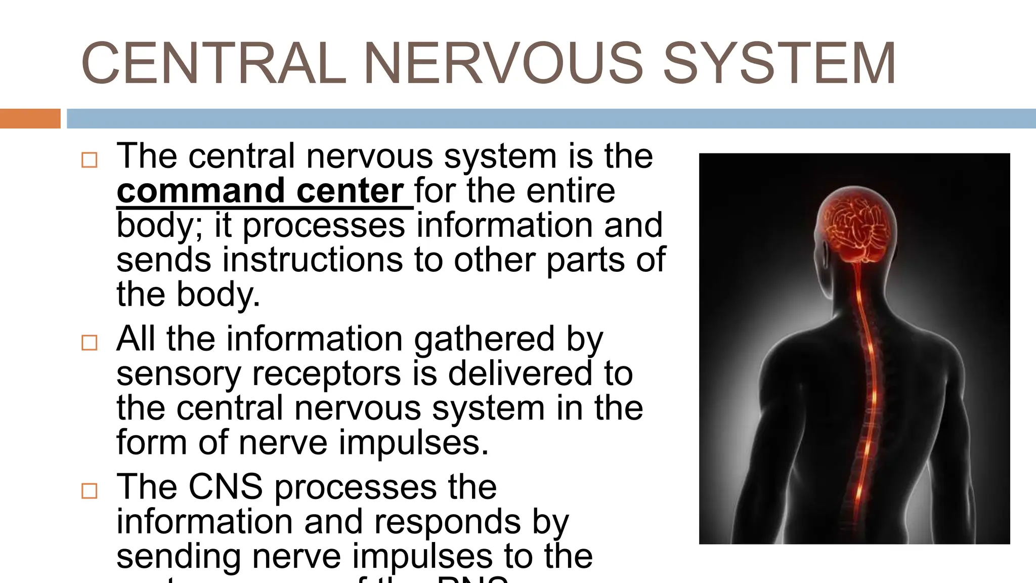 THE-NERVOUS-SYSTEM science 10 powerpoint | PPTX