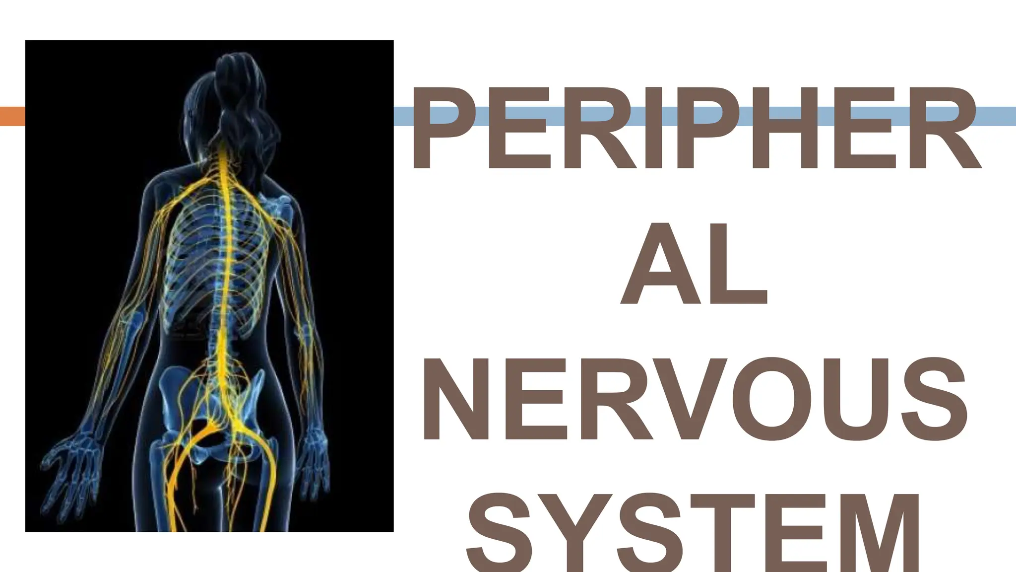 THE-NERVOUS-SYSTEM science 10 powerpoint | PPTX