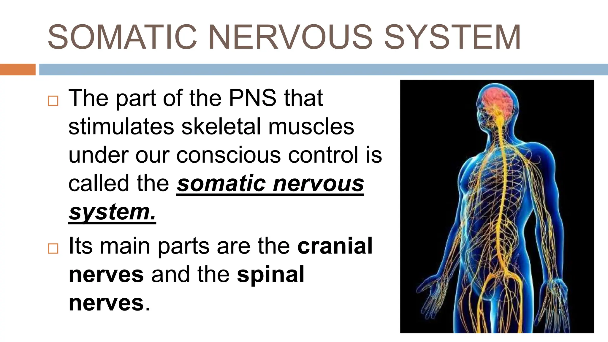 THE-NERVOUS-SYSTEM science 10 powerpoint | PPTX