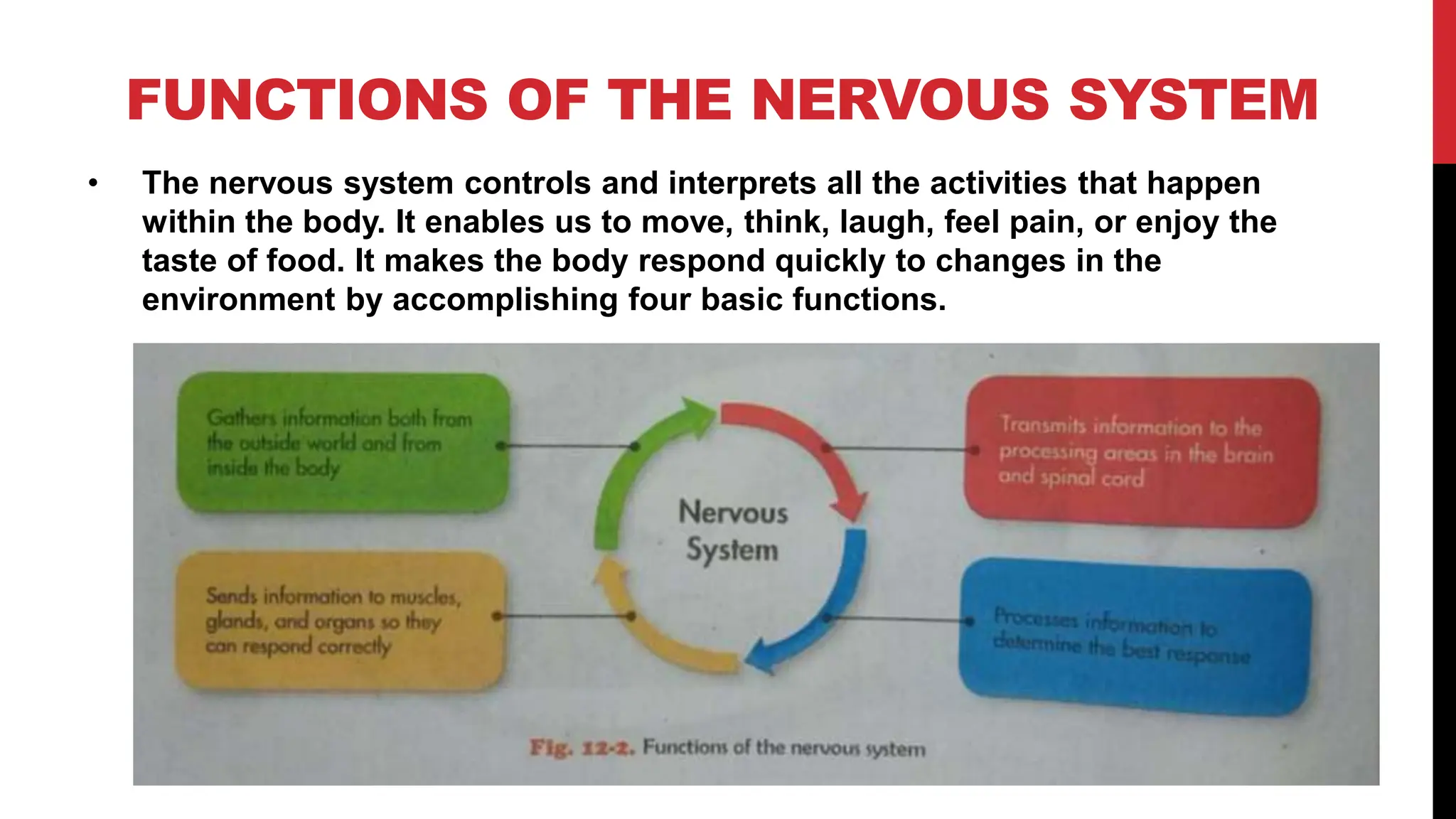 THE-NERVOUS-SYSTEM science 10 powerpoint | PPTX