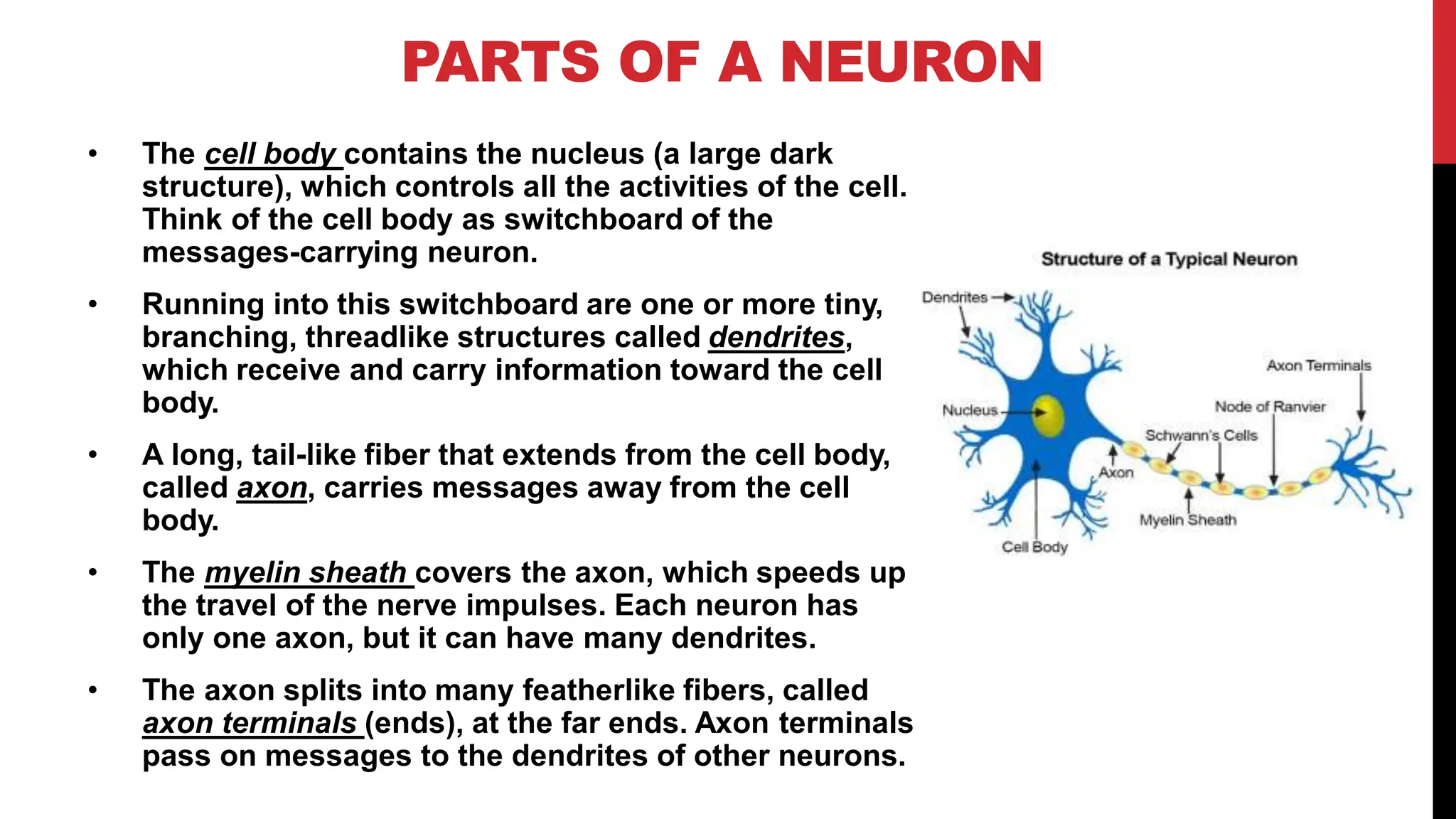 THE-NERVOUS-SYSTEM science 10 powerpoint | PPTX