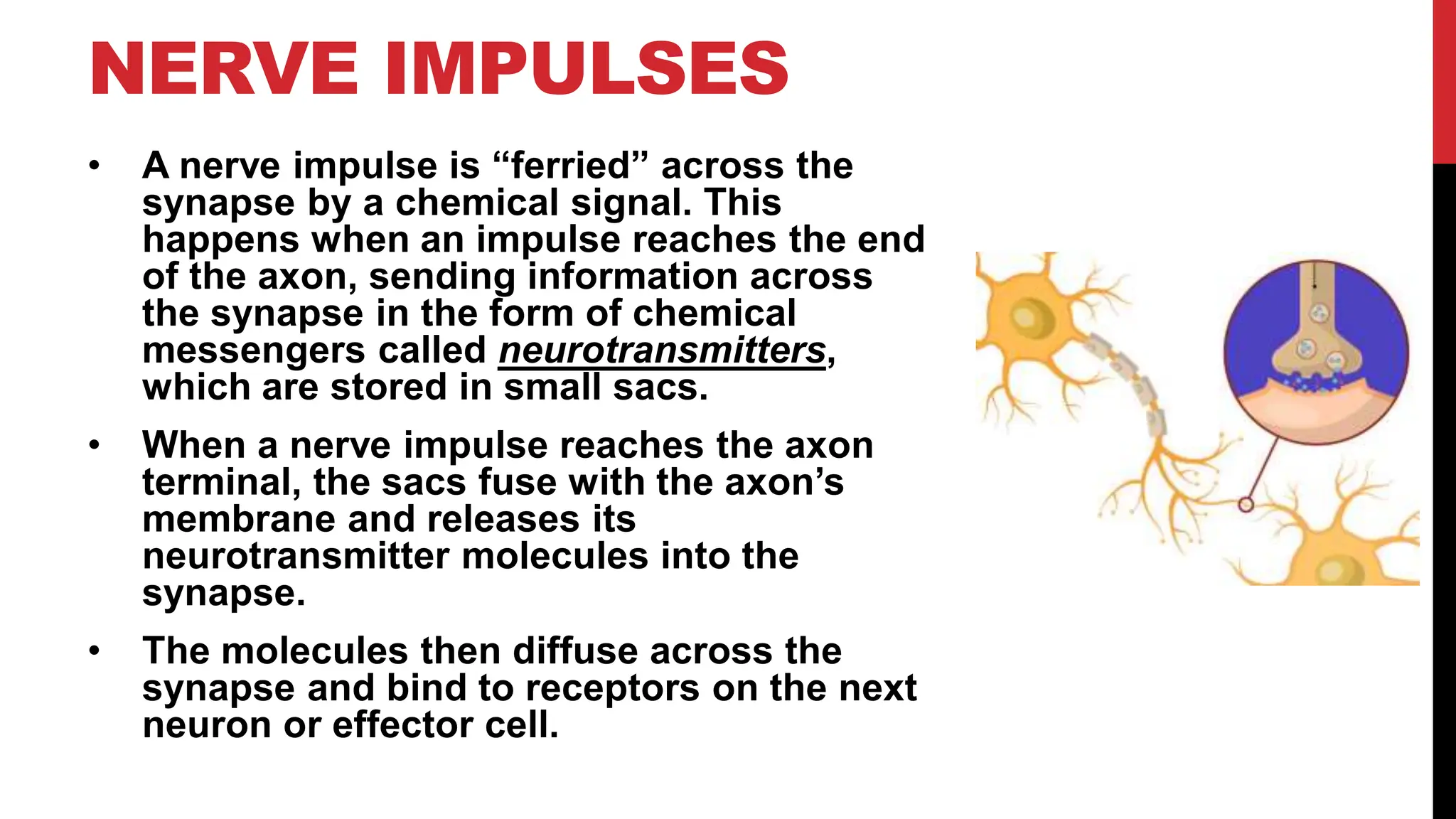 THE-NERVOUS-SYSTEM science 10 powerpoint | PPTX
