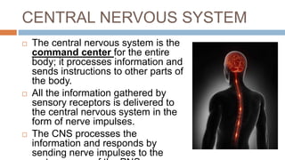 THE-NERVOUS-SYSTEM science 10 powerpoint | PPTX