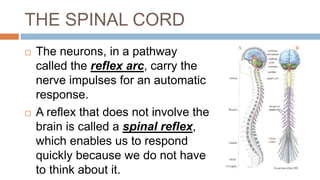 THE-NERVOUS-SYSTEM science 10 powerpoint | PPTX