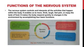 THE-NERVOUS-SYSTEM science 10 powerpoint | PPTX
