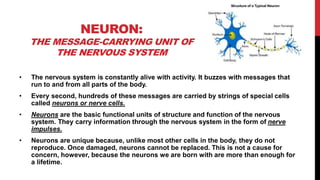 THE-NERVOUS-SYSTEM science 10 powerpoint | PPTX