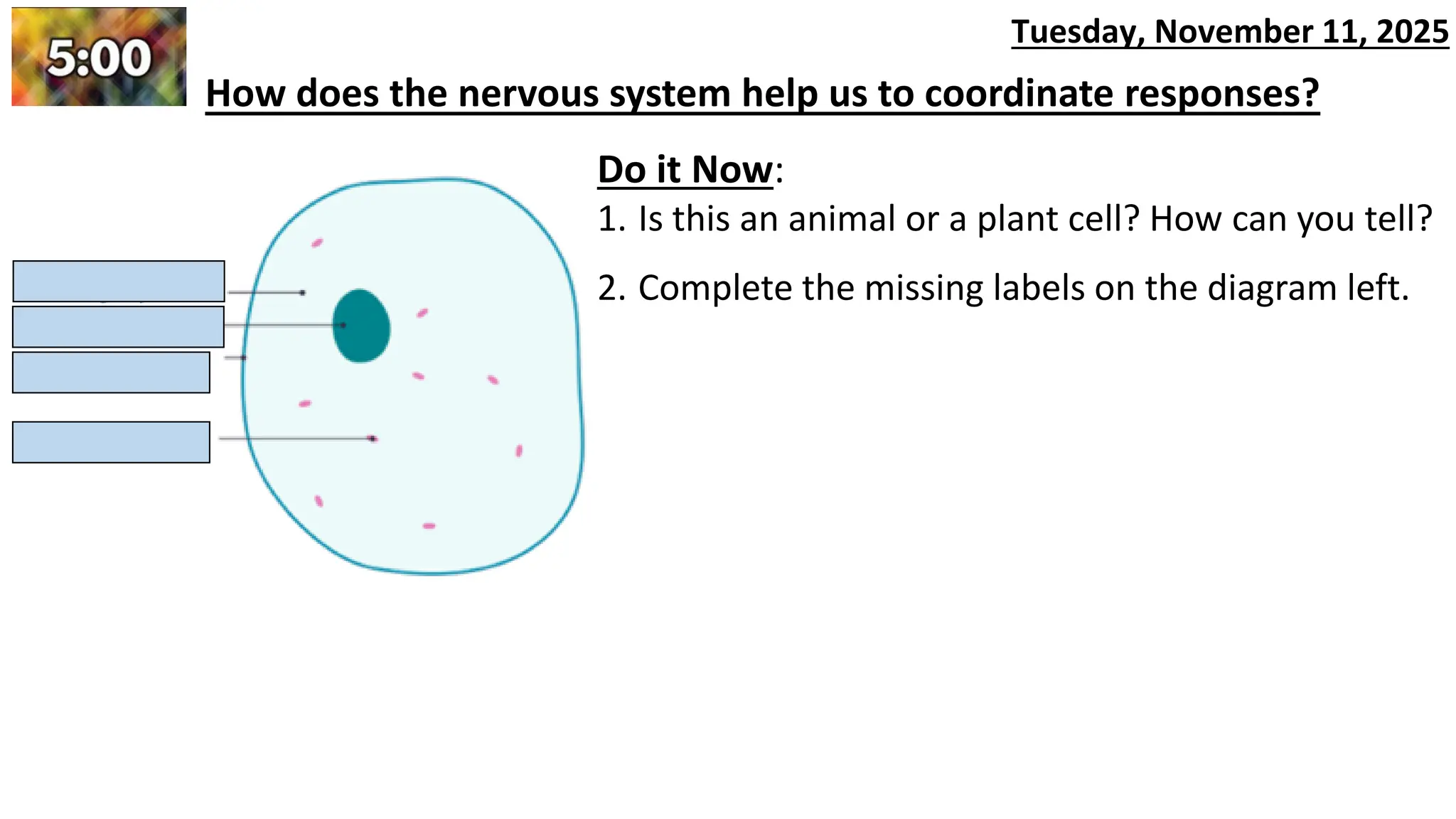 Human nervous system, structure and function of neurons, MYP science | PDF
