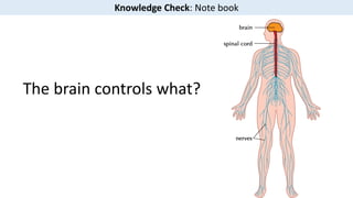 Human nervous system, structure and function of neurons, MYP science | PDF
