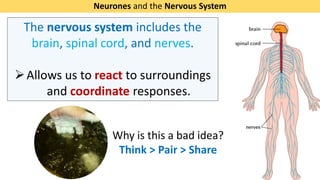 Human nervous system, structure and function of neurons, MYP science | PDF
