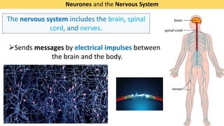 Human nervous system, structure and function of neurons, MYP science | PDF