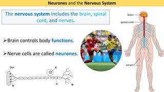 Human nervous system, structure and function of neurons, MYP science | PDF
