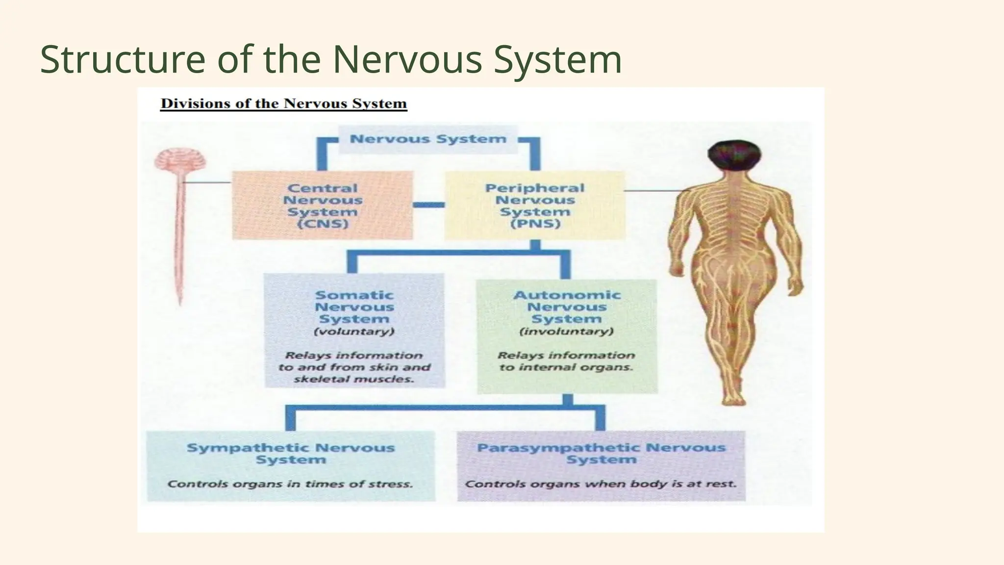 The-Nervous-System-An-Overview and introduction).pptx