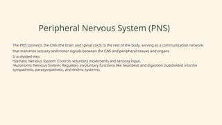 The-Nervous-System-An-Overview and introduction).pptx