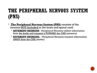 Bio-Psycho Foundation of Education: The Human nervous system | PPT