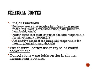 Bio-Psycho Foundation of Education: The Human nervous system | PPT