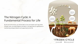 The-Nitrogen-Cycle-A-Fundamental-Process-for-Life.pptx