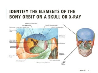 The-Orbit-Of-Eye ophthalmology presentation | PPTX