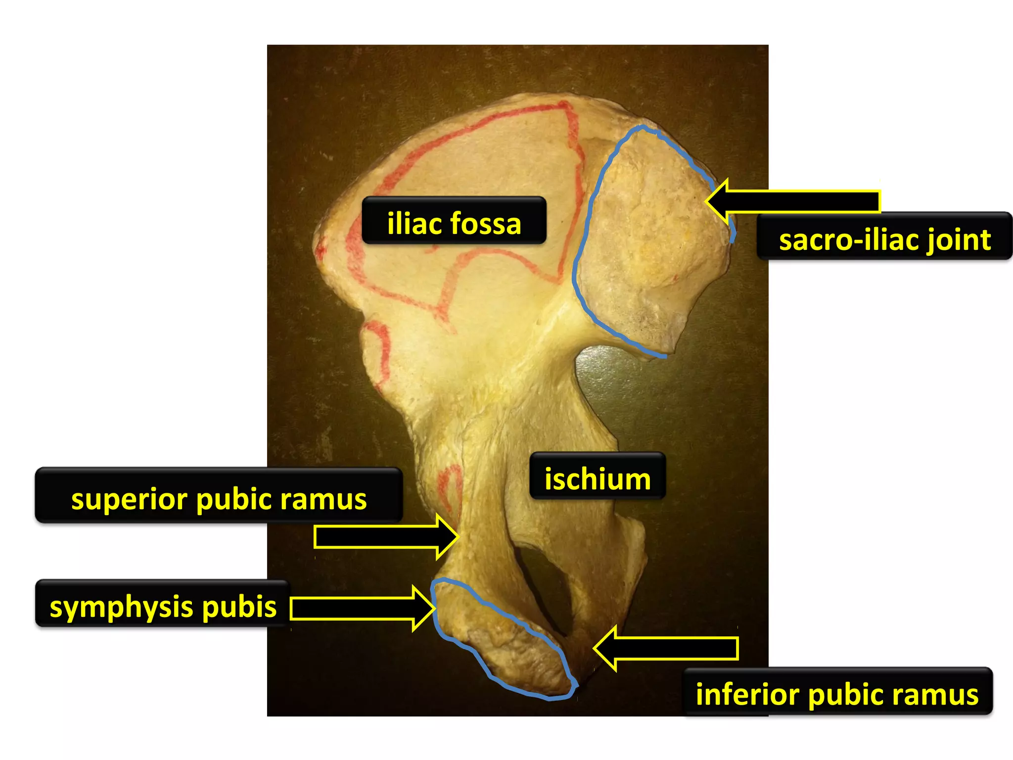 The Pelvis - Bones and Joints | PPT