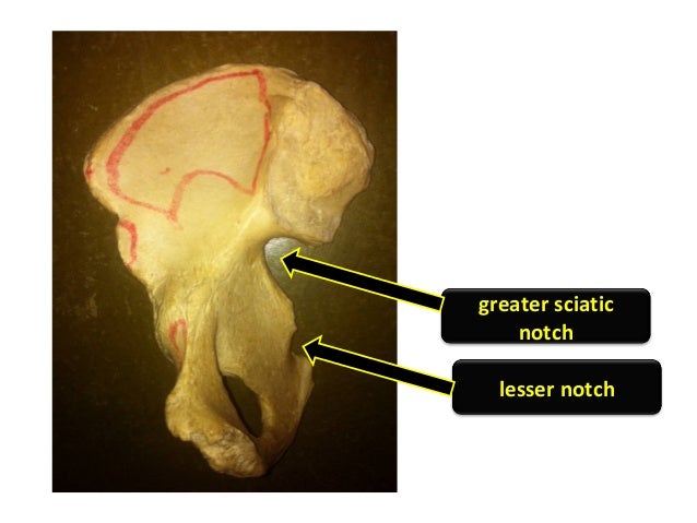 The Pelvis - Bones and Joints