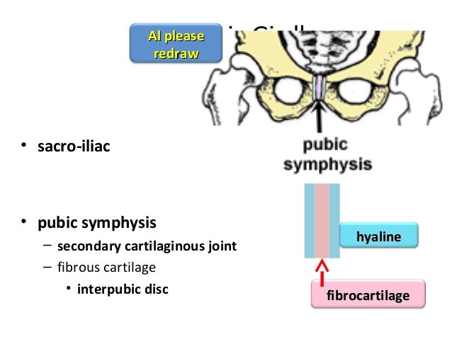 The Pelvis - Bones and Joints