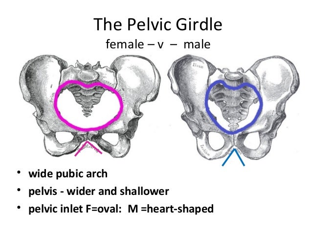 The Pelvis - Bones and Joints