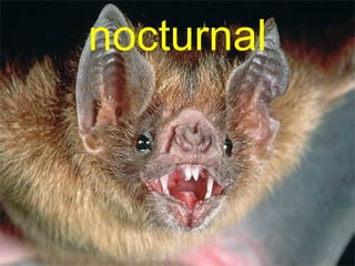 The Pigman Vocabulary | PPT