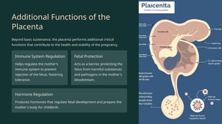 The-Placenta-A-Lifeline-for-Fetal-Development.pptx