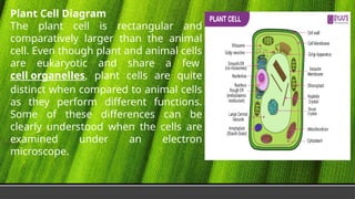 THE-PLANT-CELL functions and parts .pptx