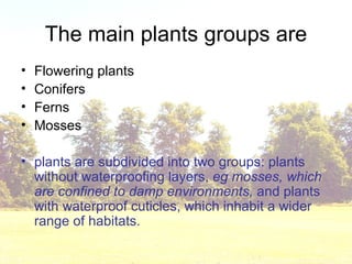 The Plant Kingdom | PPT