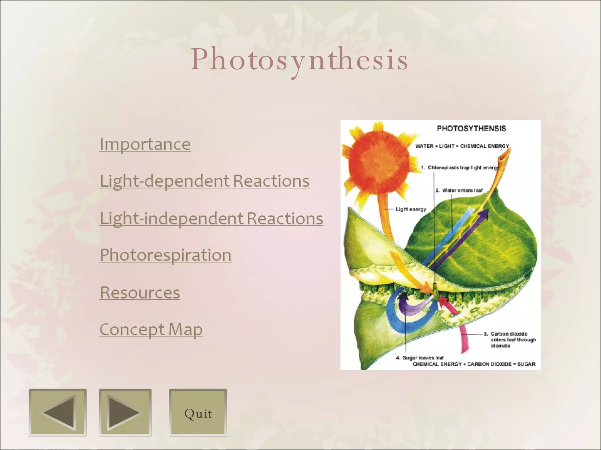 Process of Photosynthesis | PPT