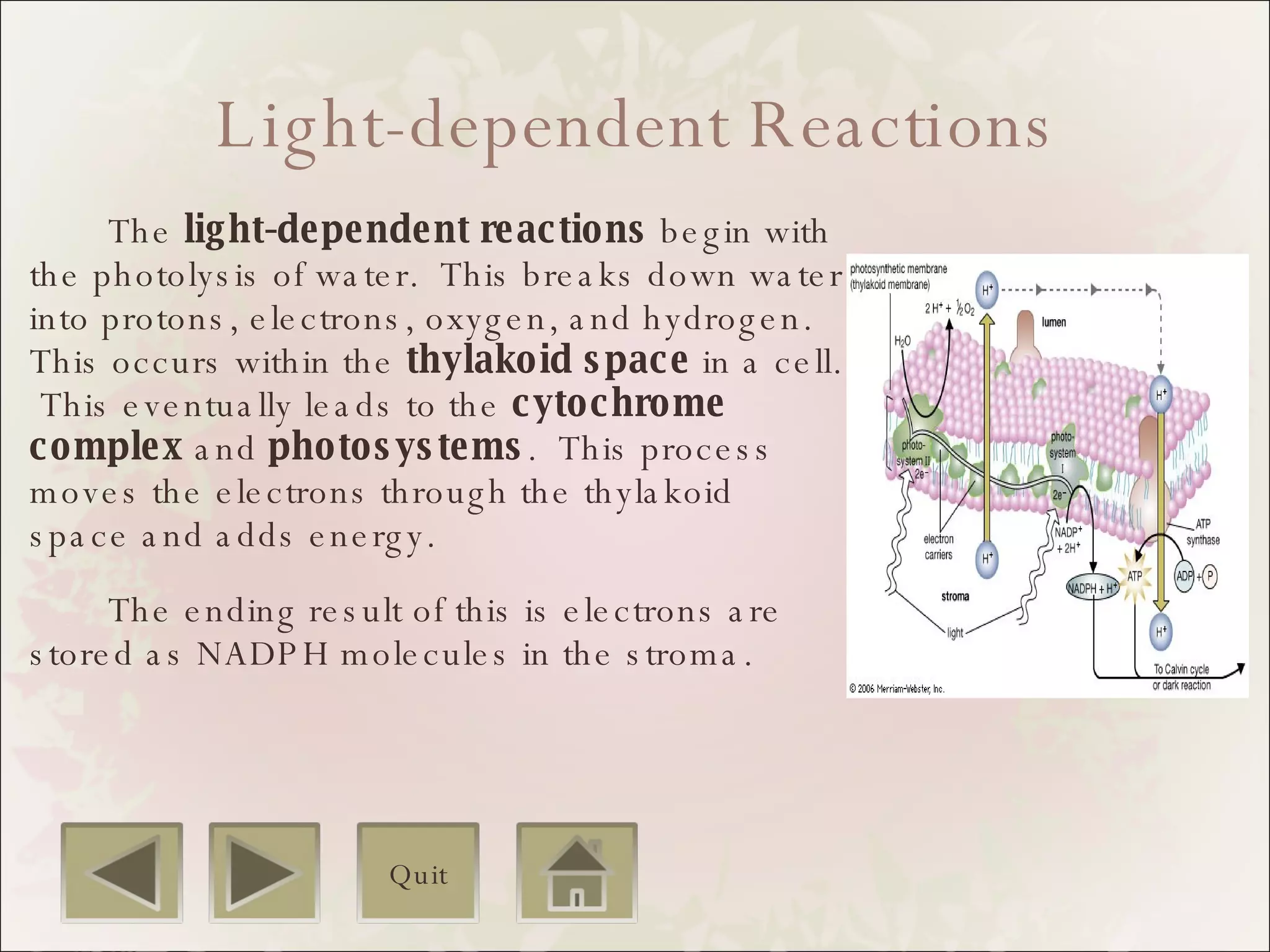 Process of Photosynthesis | PPT