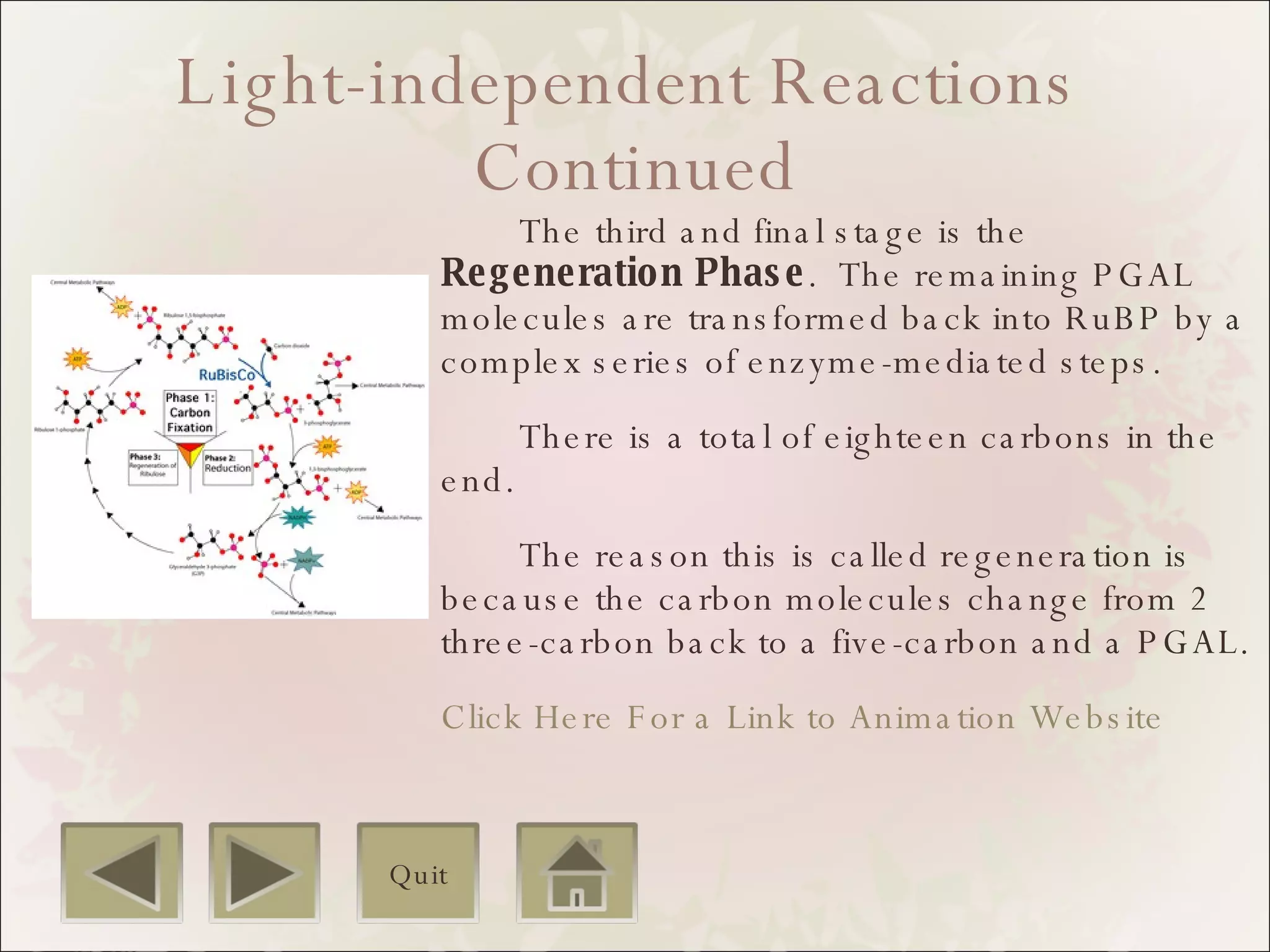 Process of Photosynthesis | PPT