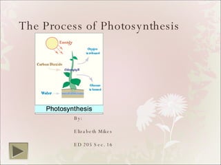 Process of Photosynthesis | PPT