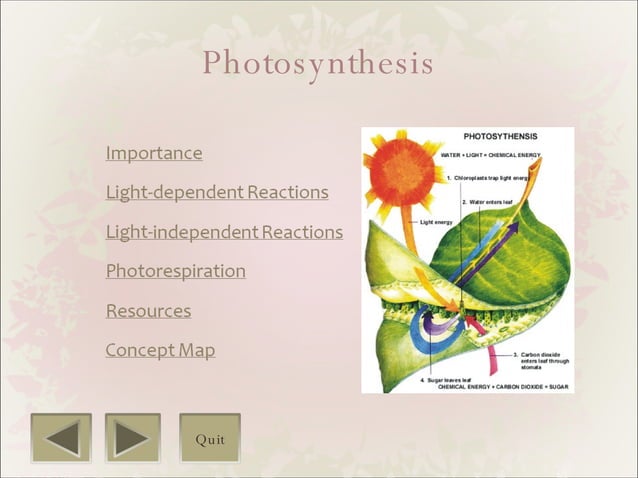 Process of Photosynthesis | PPT