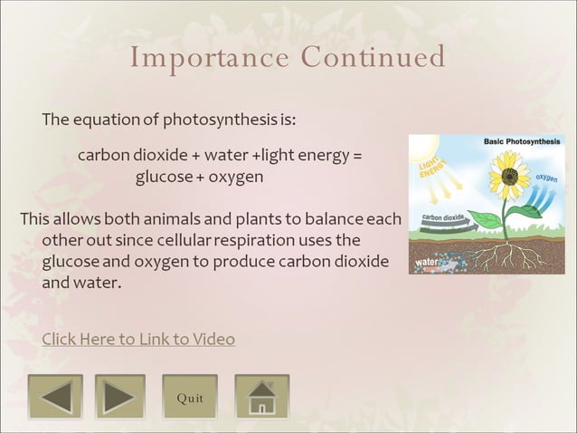 Process of Photosynthesis | PPT