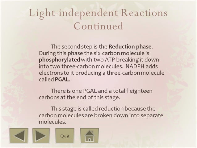 Process of Photosynthesis | PPT