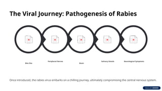 The-Rabies-Virus-A-Global-Threat viral infection | PPTX