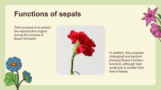 the-reproductive-function-in-plants.pptx