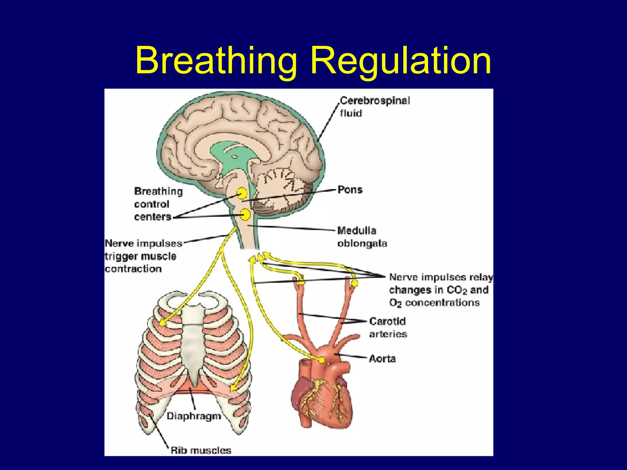 The Respiratory System | PPT